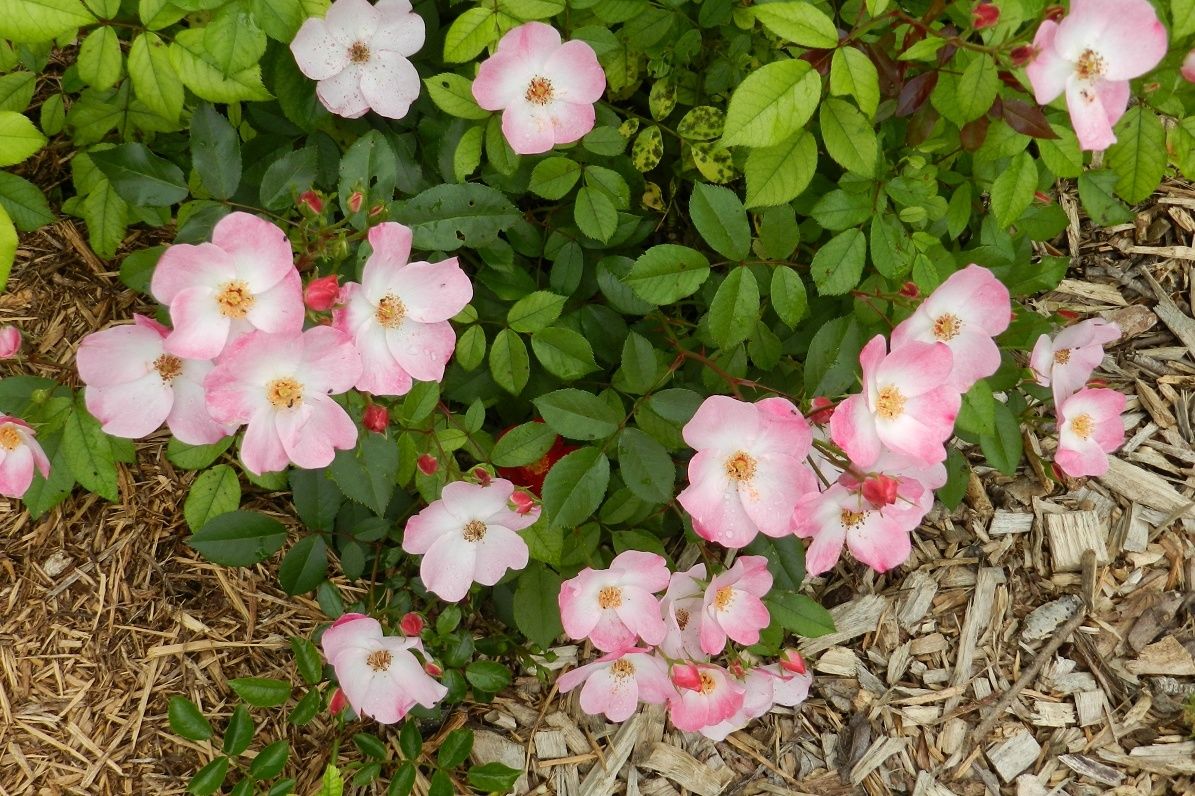 La vie en roses - Barnabe-le-jardinier.over-blog.com