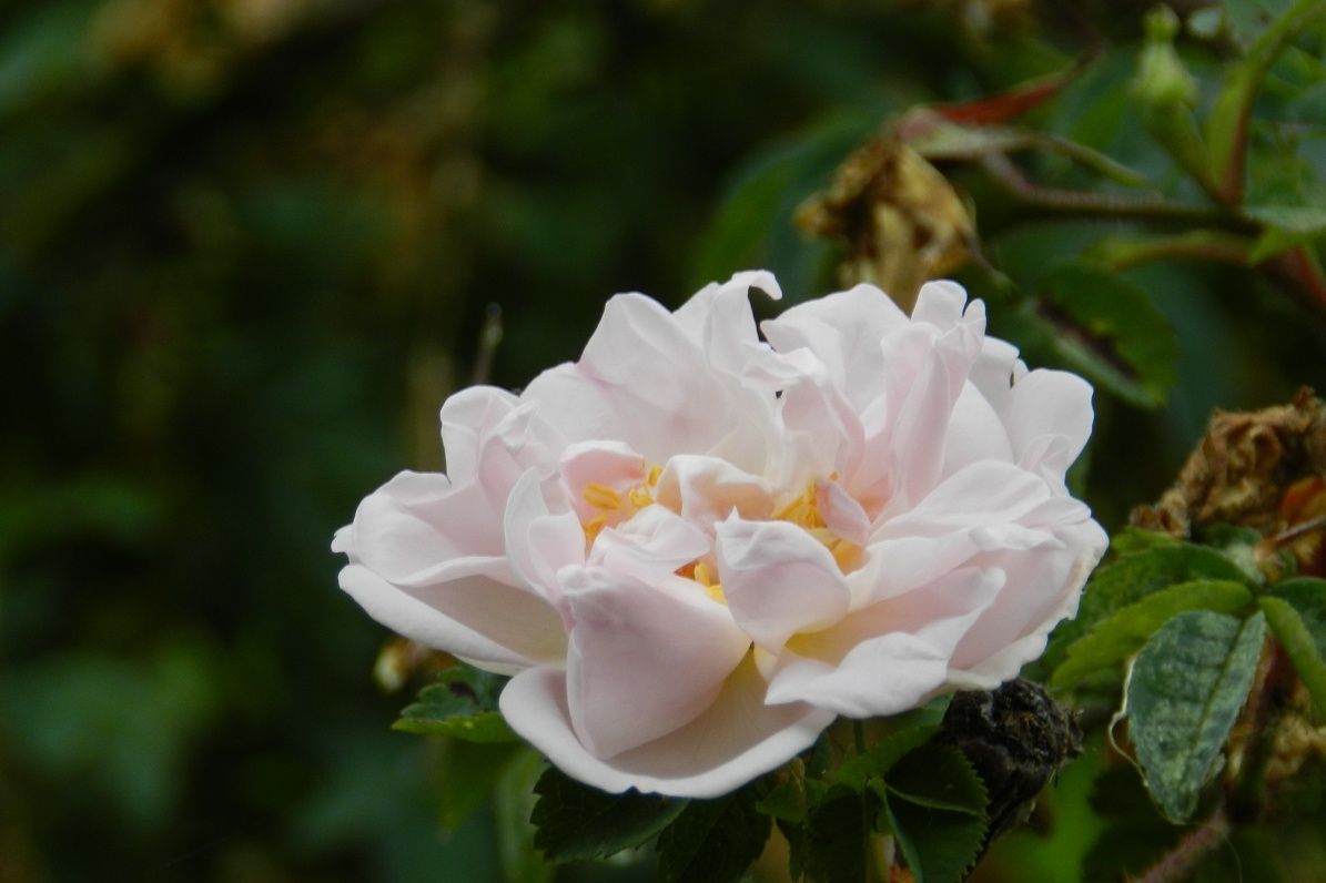 La vie en roses - Barnabe-le-jardinier.over-blog.com