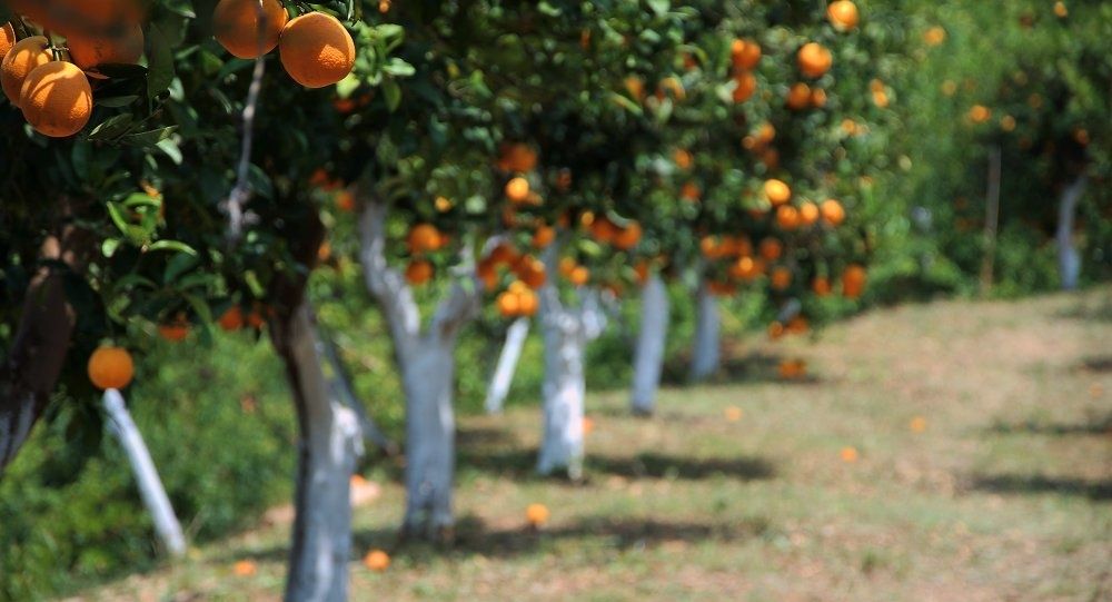 Embargo : Athènes demande à Moscou la permission de lui livrer oranges ...