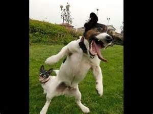 Le roquet chez Ruquier ... - Le blog de YVONLABAUDRUCHE à visiter sans ...