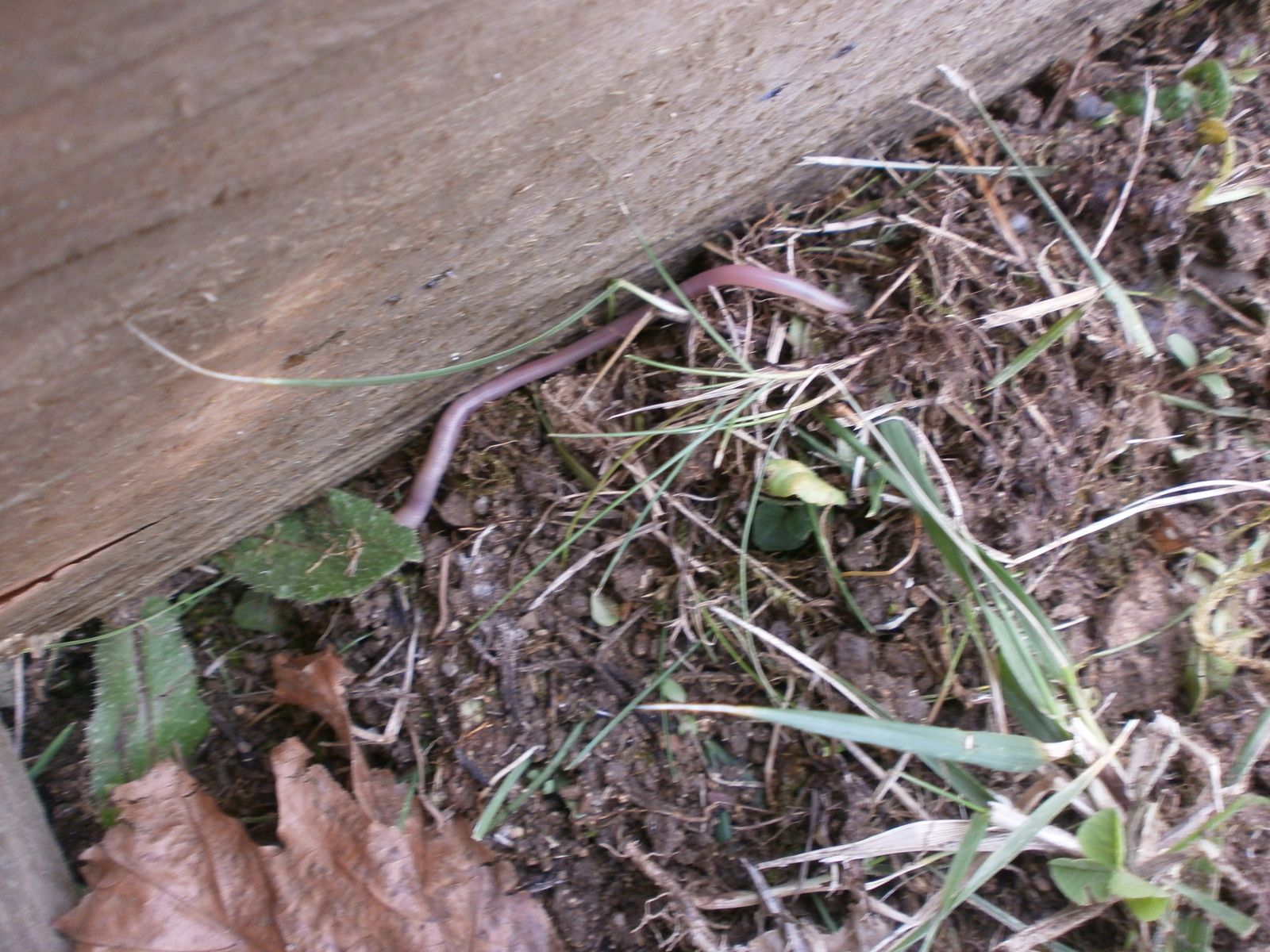 le ver de terre - Happy'Culture