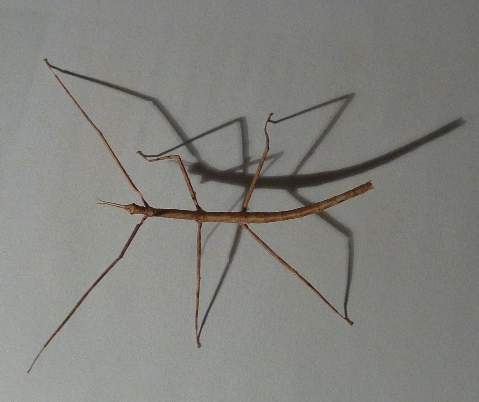 Yvan Blog (Yvan, Amphibiens, Reptiles, Insectes)