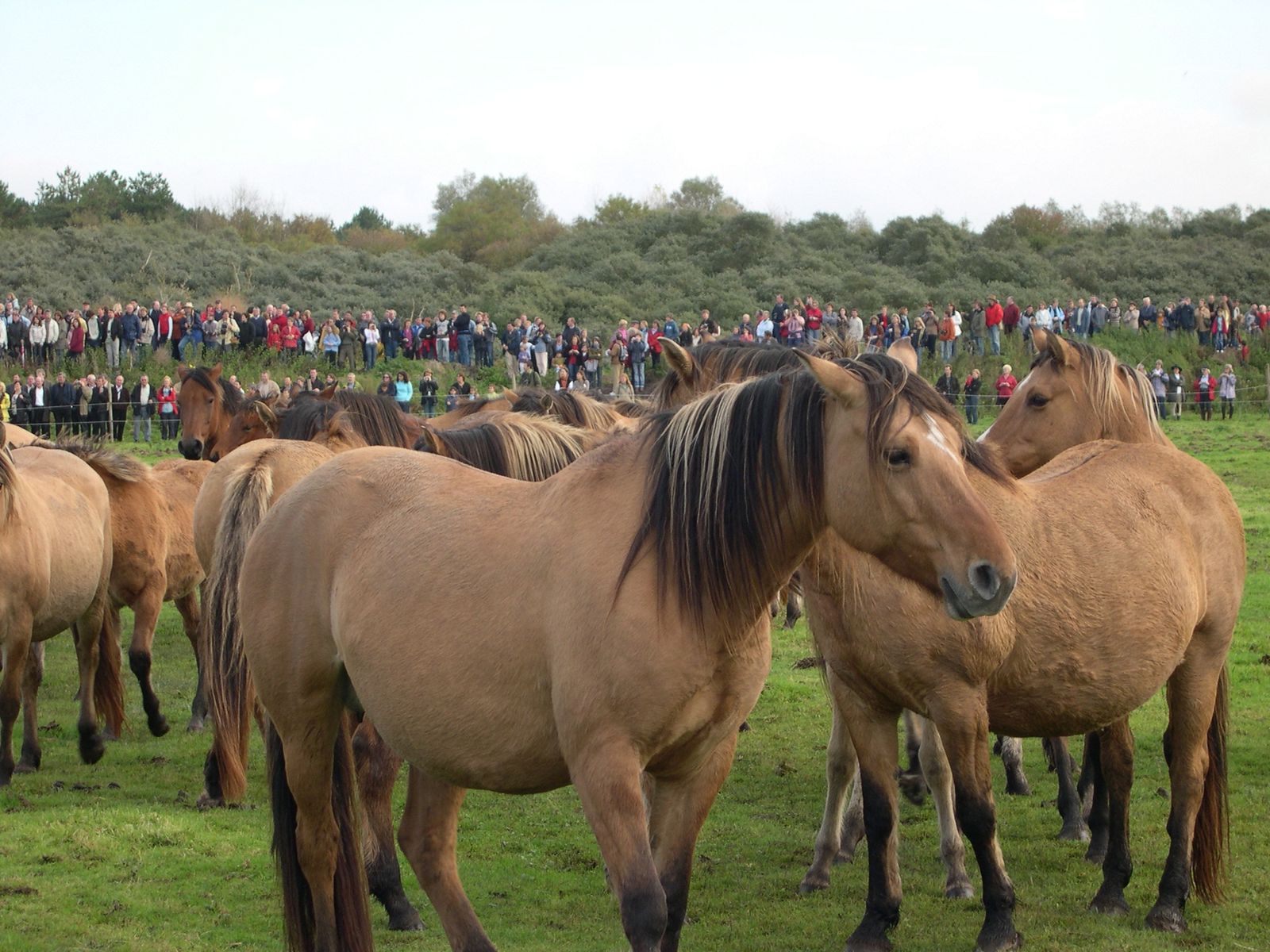 Documentaire "Le Henson, un cheval à toute épreuve" - Le blog pro de ...