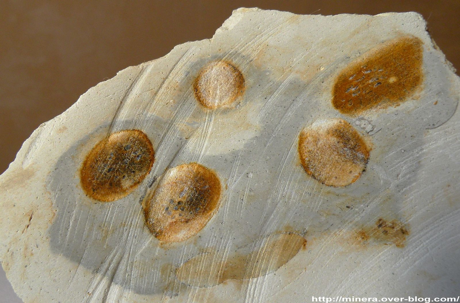 Marcassite, Limonite et nodules ferrugineux de Charente - minera.over ...