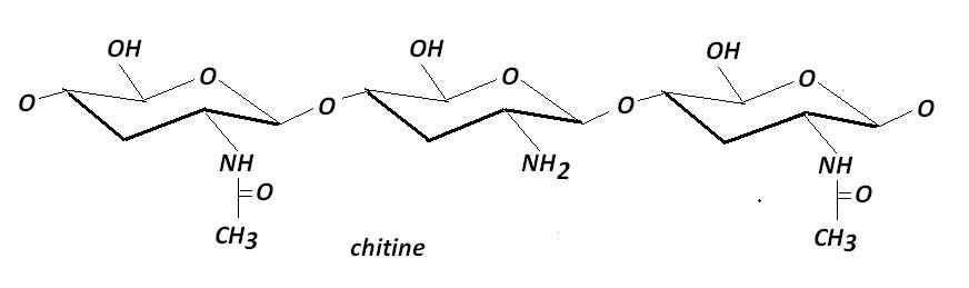 Du chitosane à partir de la carapace des insectes - L'Agrion de l'Oise