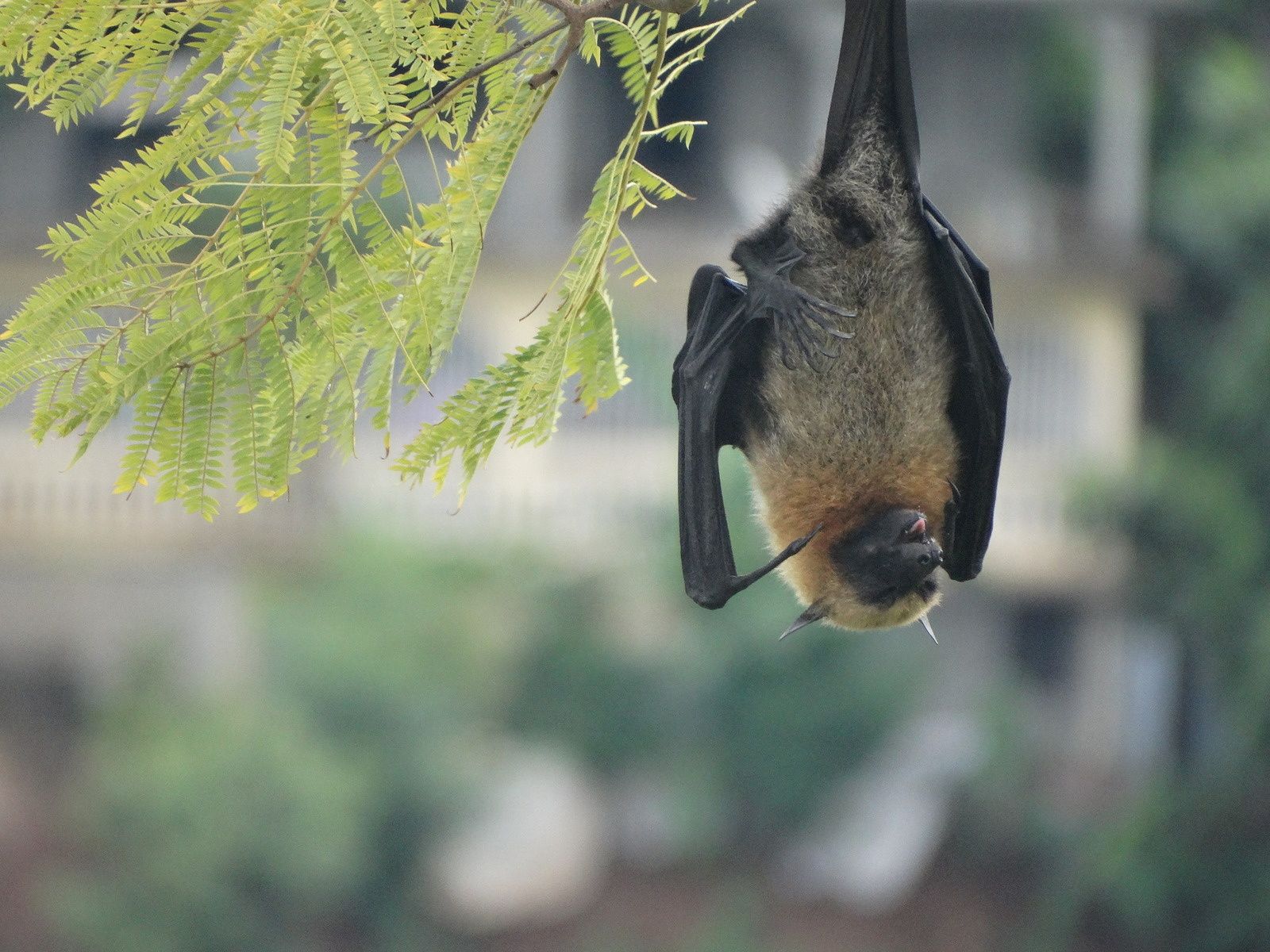 Cartes postales - Crocs et sac à dos