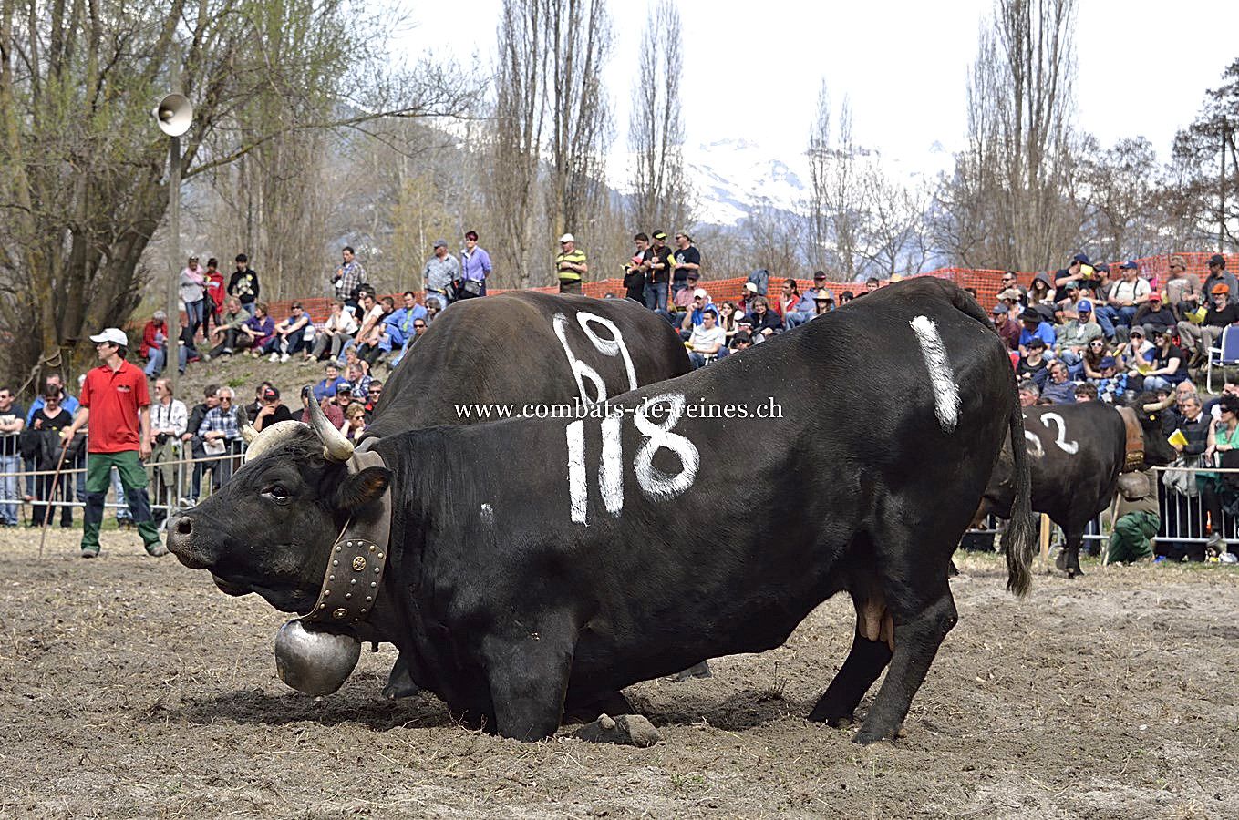 Combat de Nendaz (2) - combats-de-reines.ch