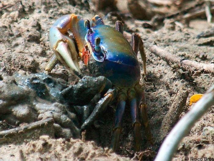 Le Matoutou de crabe, le repas de Pâques des Antilles. - Didier.vaudein ...