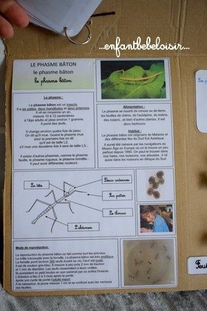 Exposé sur les Phasmes - enfant bébé loisir