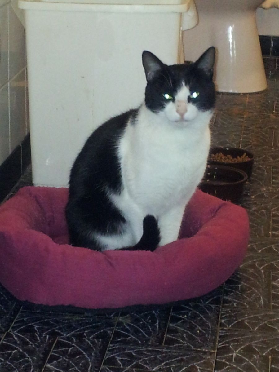 Titou, jeune chat mâle de 2 ans, à adopter -> adopté - Association Cha ...