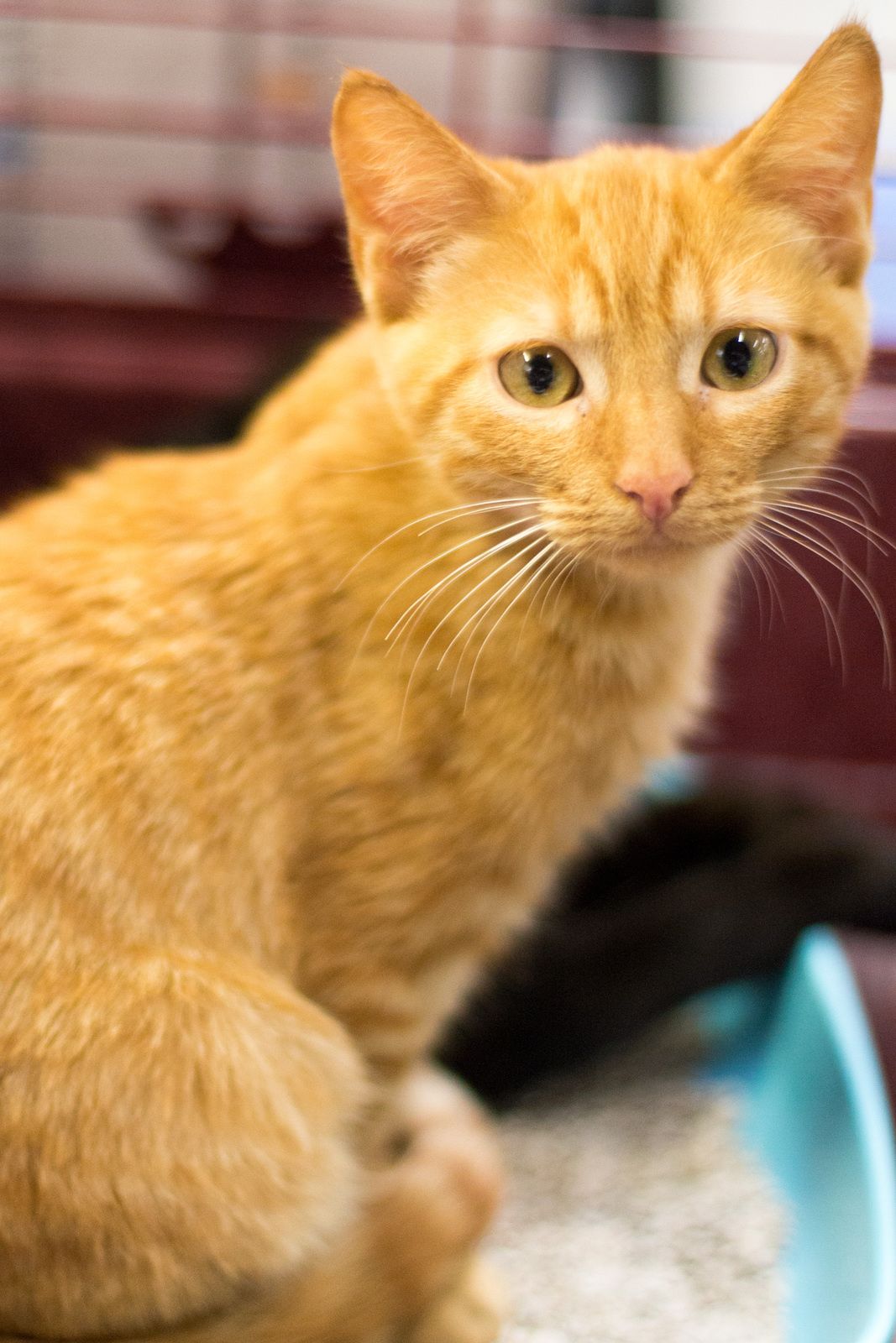 Martini, chaton mâle roux, à l'adoption -> adopté - Association Cha'mania