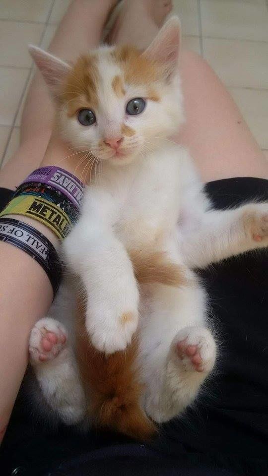 Nimous, chaton mâle roux et blanc, à l'adoption -> adopté - Association ...