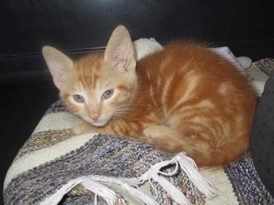 Nérou, chaton mâle roux de 4 mois, à l'adoption -> adopté - Association ...