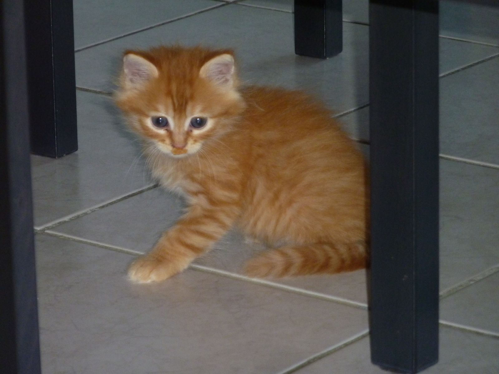 Nikie, chaton femelle rousse de 2 mois, à l'adoption -> adoptée ...