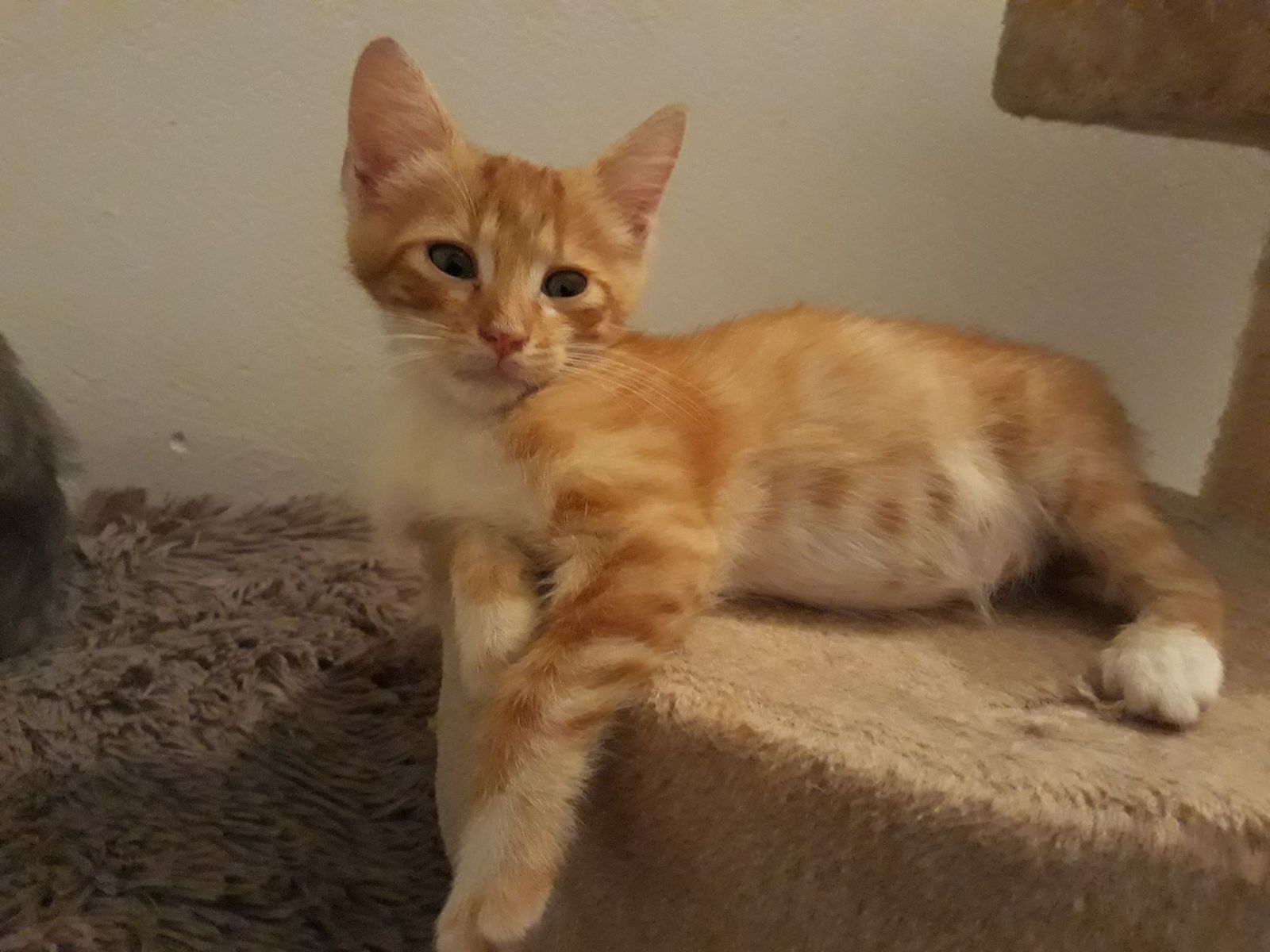 Only, chaton mâle roux et blanc, à l'adoption -> adopté - Association ...