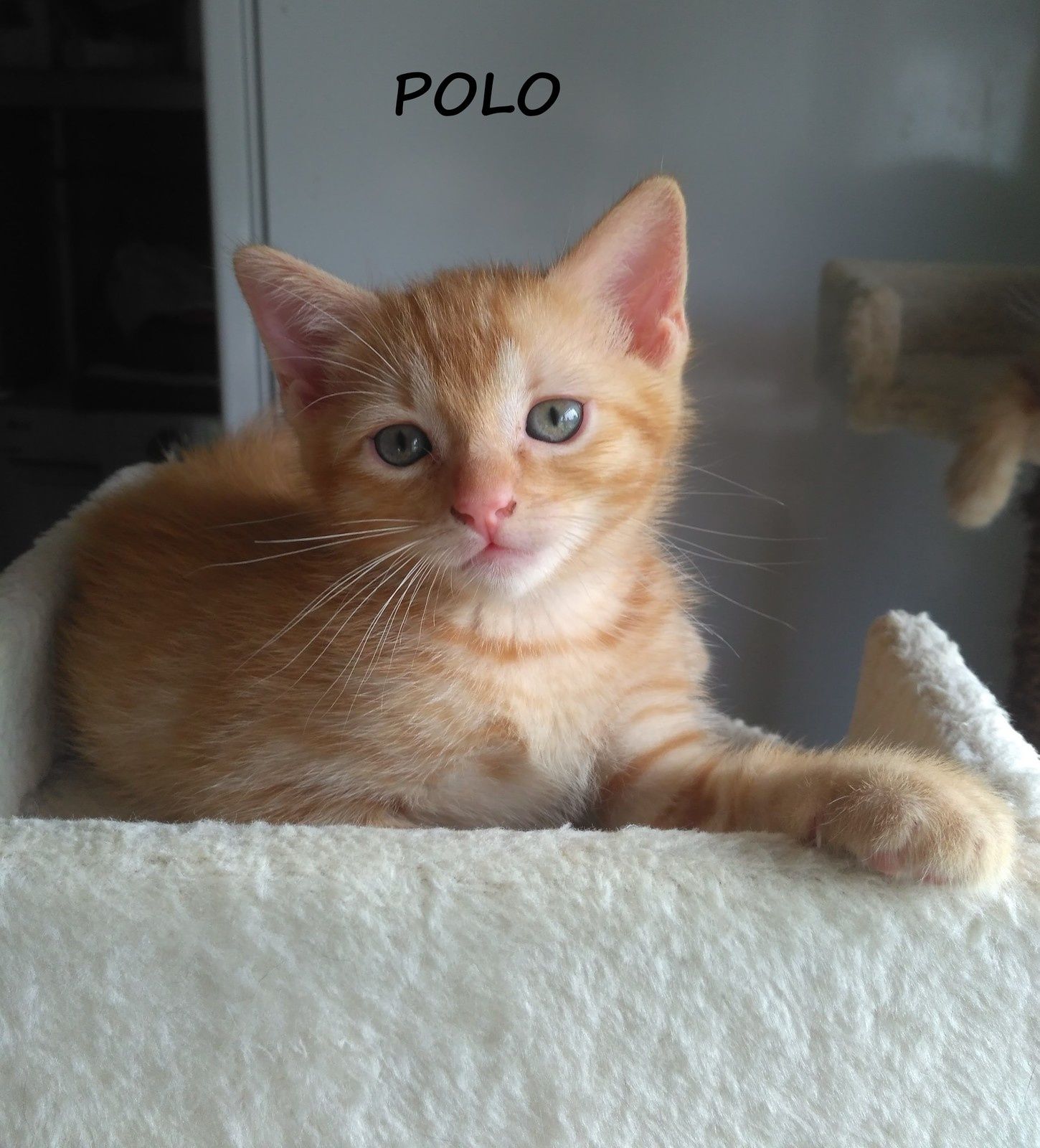 Polo, chaton mâle roux de 2/3 mois, à l'adoption -> adopté ...