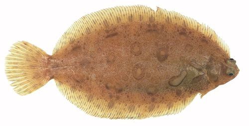 Sole? Limande? Turbot? Barbue?? - K.bio