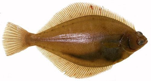 Sole? Limande? Turbot? Barbue?? - K.bio