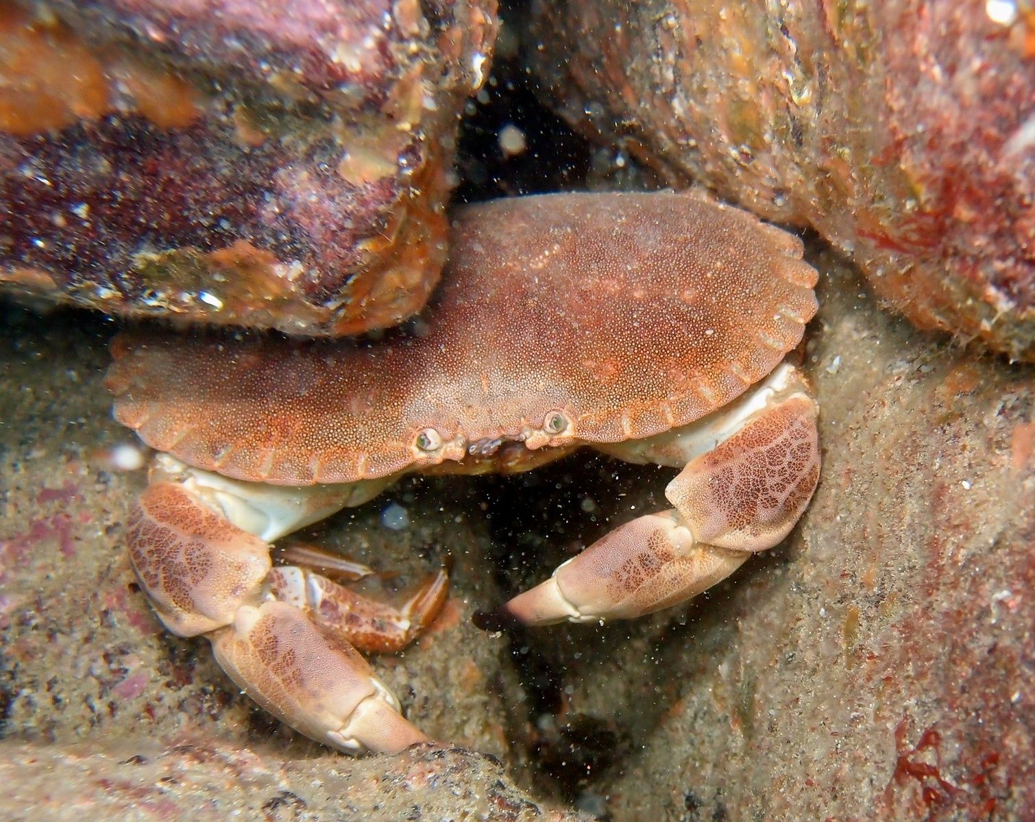 Tourteau - Le site bio du KAS