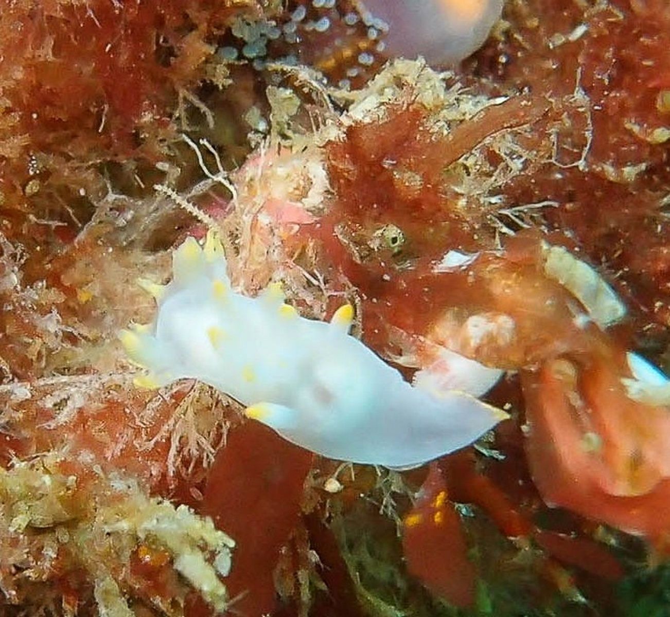 Polycéra - Le site bio du KAS