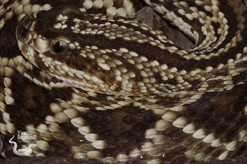 REPTILES ET AMPHIBIENS EXOTIQUES 2018 - Le blog de vipère-passion