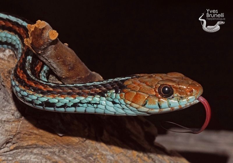 REPTILES ET AMPHIBIENS EXOTIQUES 2018 - Le blog de vipère-passion