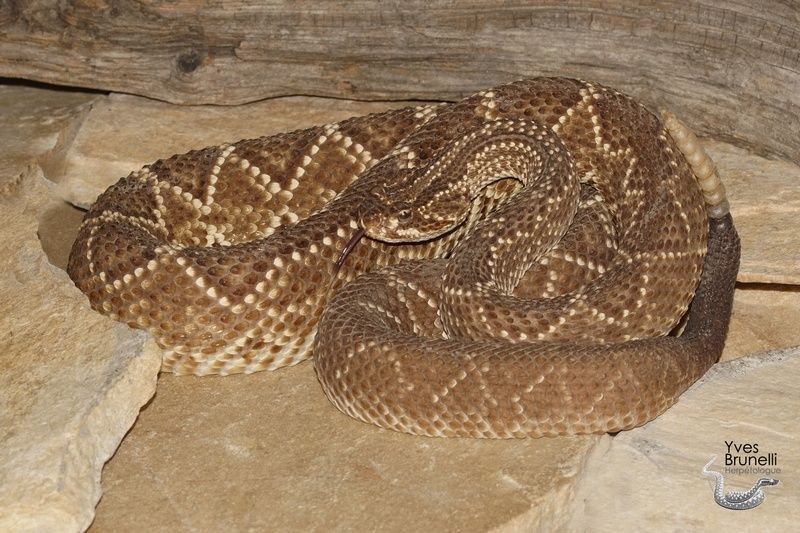 REPTILES ET AMPHIBIENS EXOTIQUES 2018 - Le blog de vipère-passion