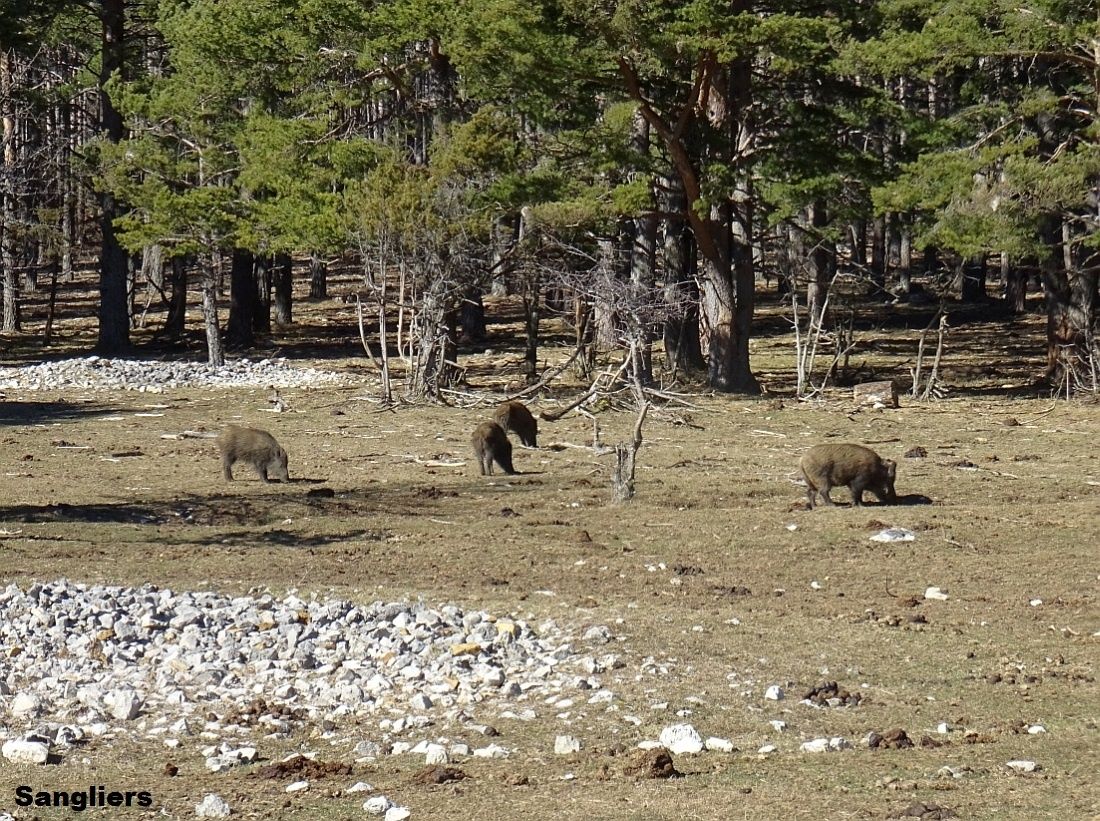 Réserve des Monts d'Azur à Thorenc - villages et villes de France
