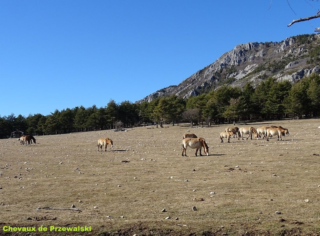 Réserve des Monts d'Azur à Thorenc - villages et villes de France