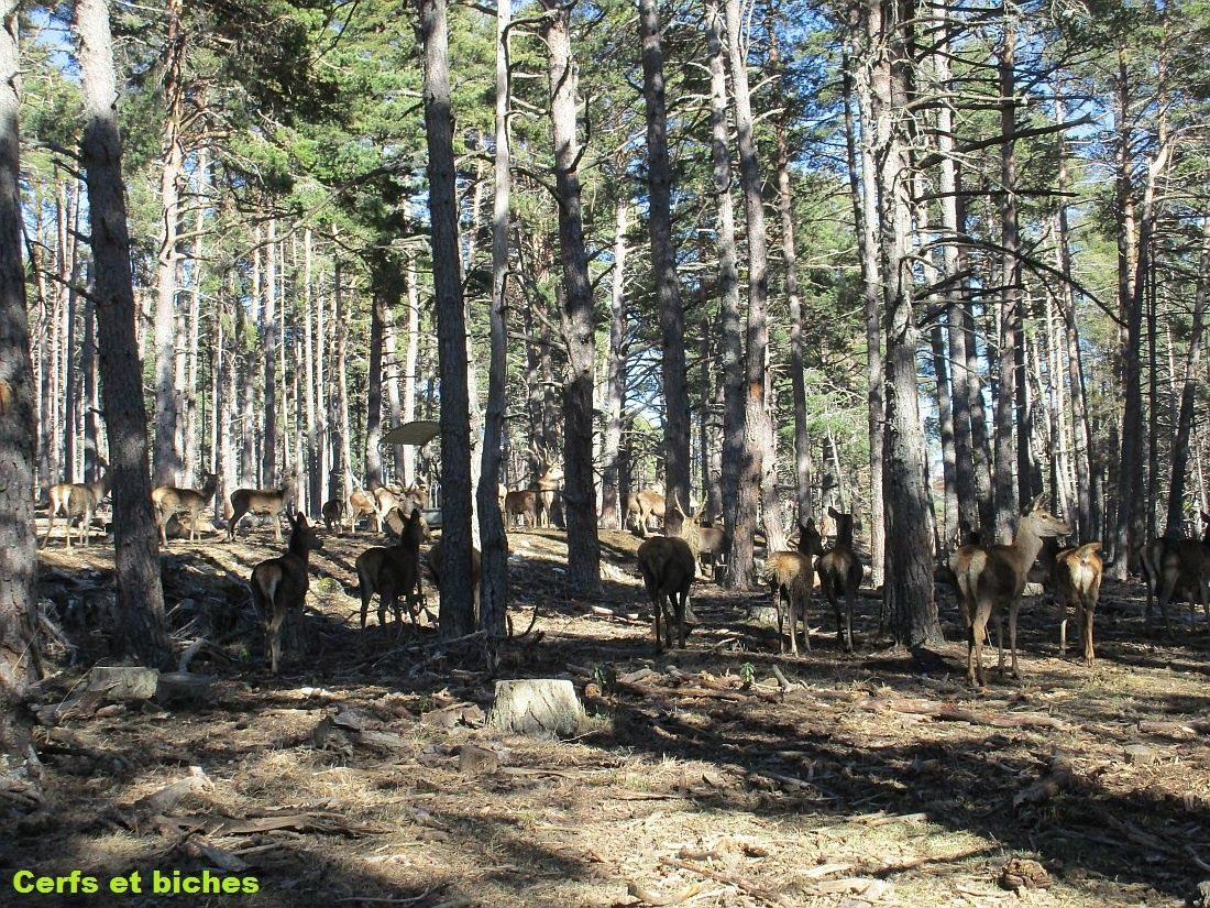 Réserve des Monts d'Azur à Thorenc - villages et villes de France
