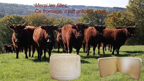 Le GAEC Freyssac sur la voie lactée du Salers Tradition - Le puy Griou ...