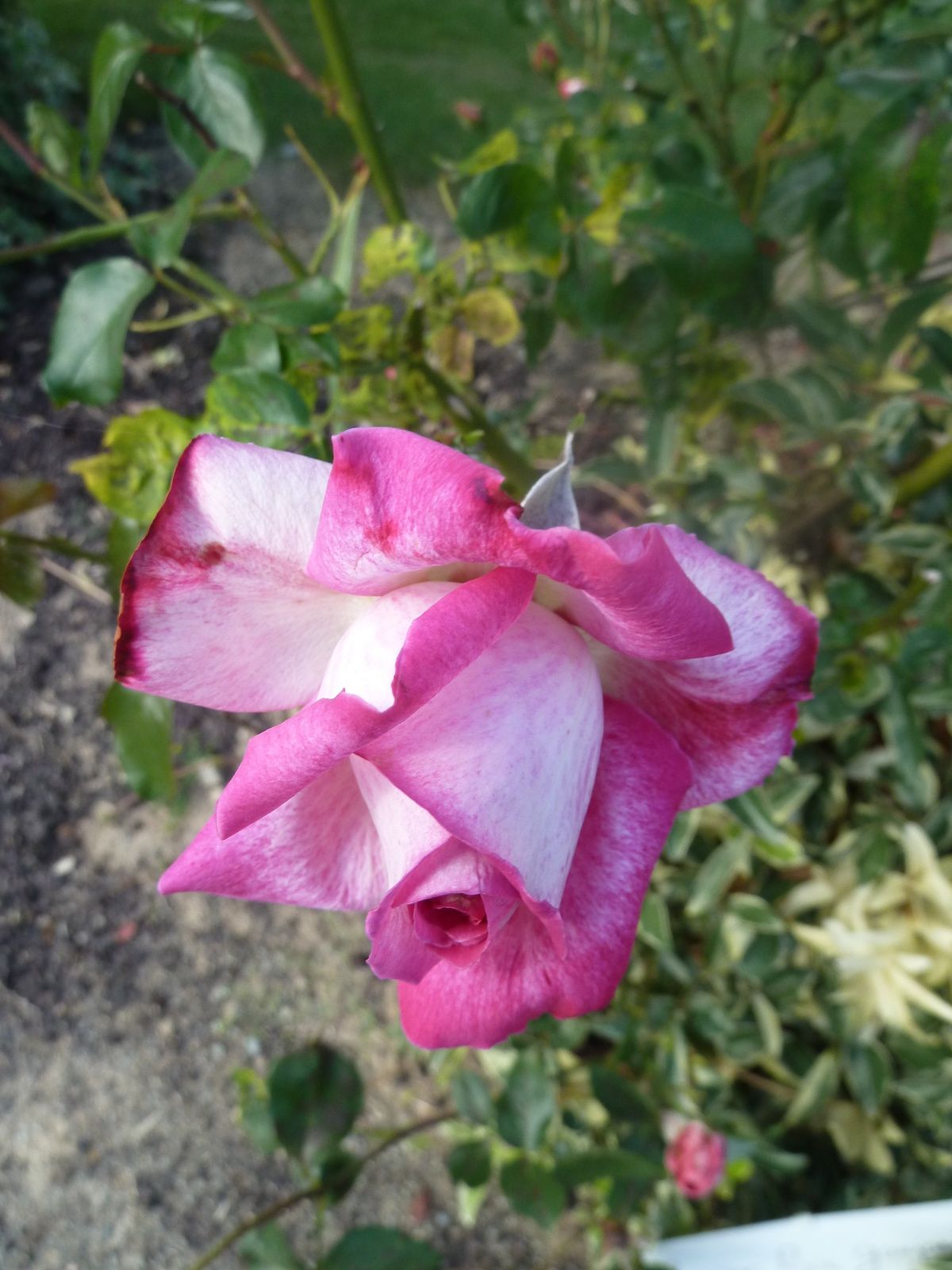 Rose ! (texte primé) à Pennes d'Agenais en 2002 - Source Poétique Izéenne