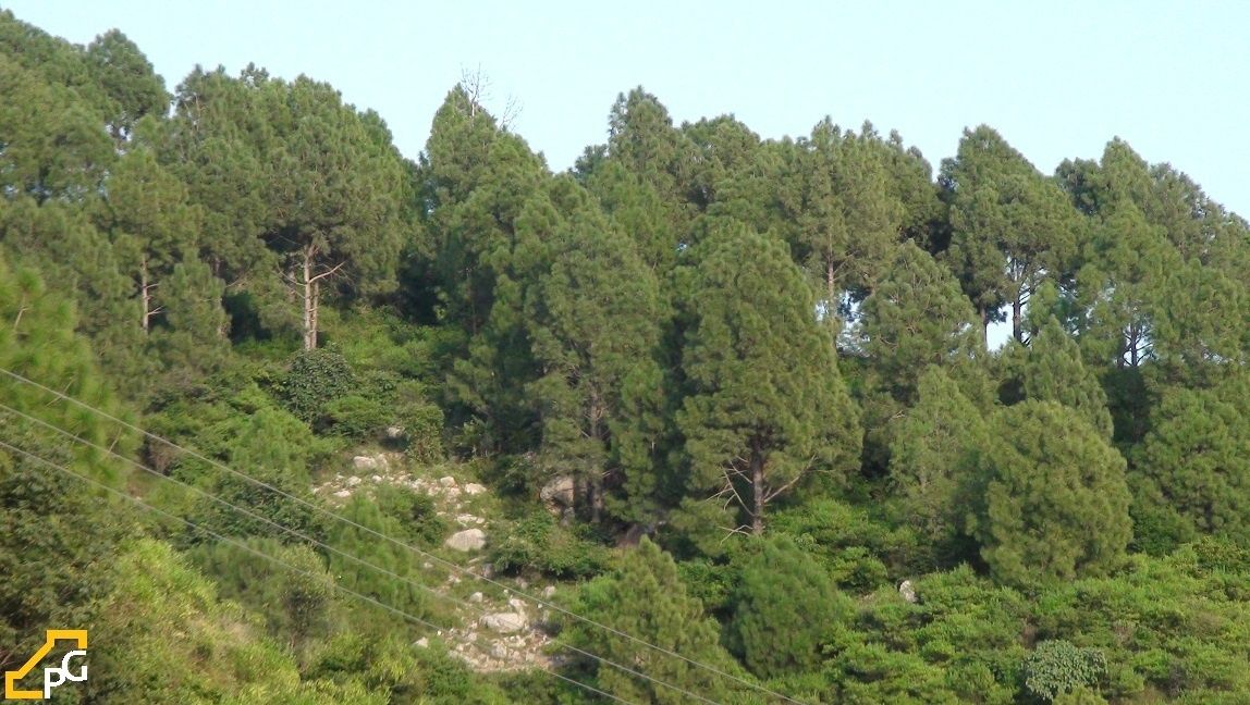 Forests in Pakistan - Voice of Pakistan