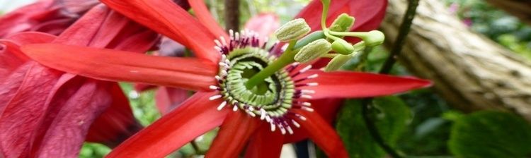 magnifiques fleurs rares choisies