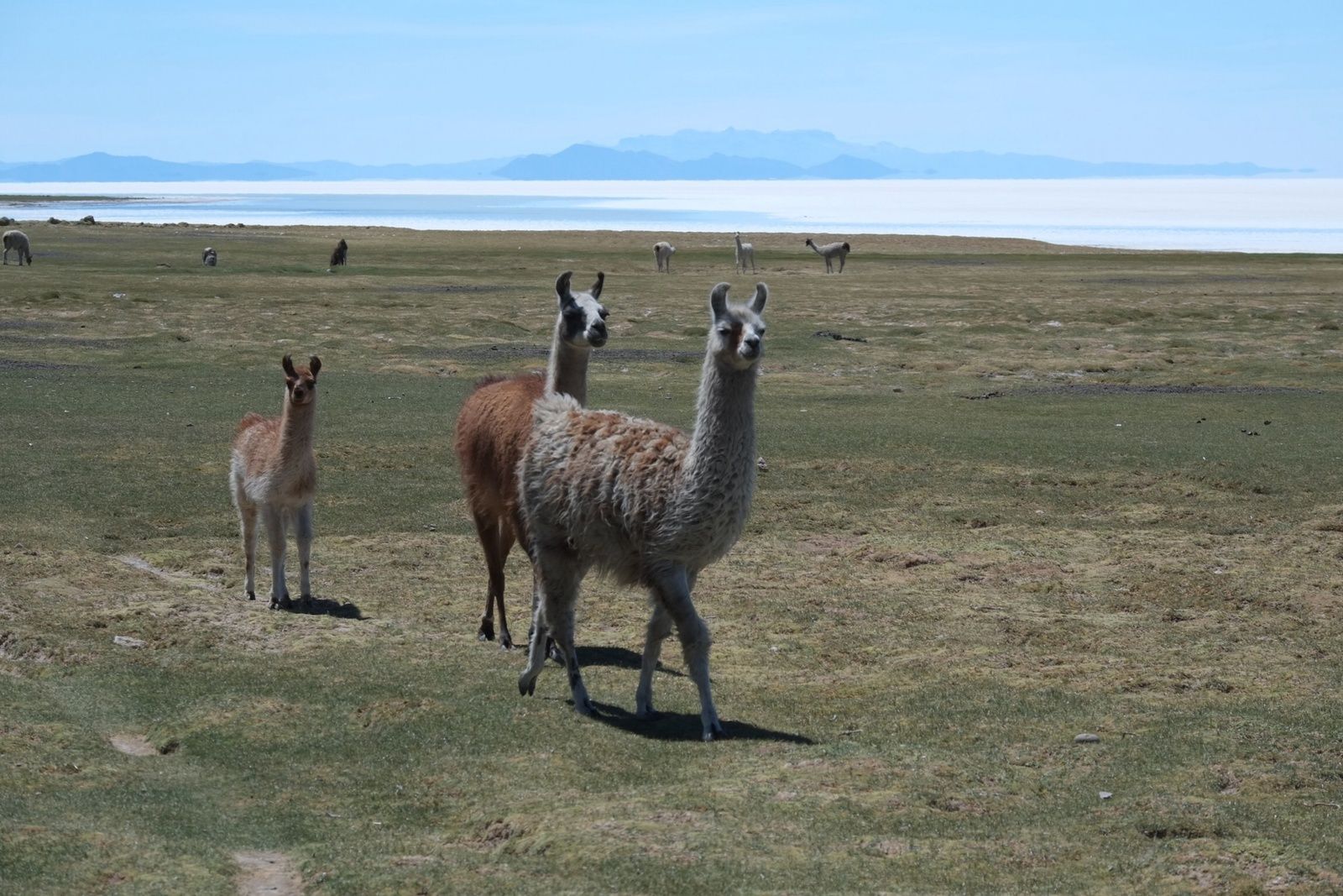 Lamas and co - Les Gaillard en Sudamerica