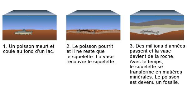 Présentation - Paleontology