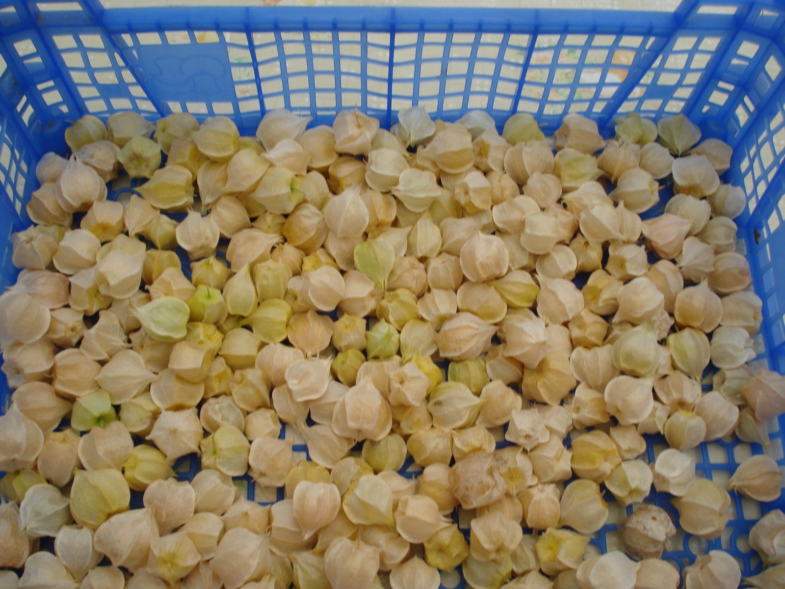 clafoutis aux cerises de terre - Dame nature du jardin à la cuisine