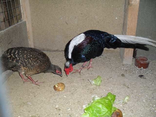 Un faisan argenté s'est invité dans notre jardin - Dame nature du ...