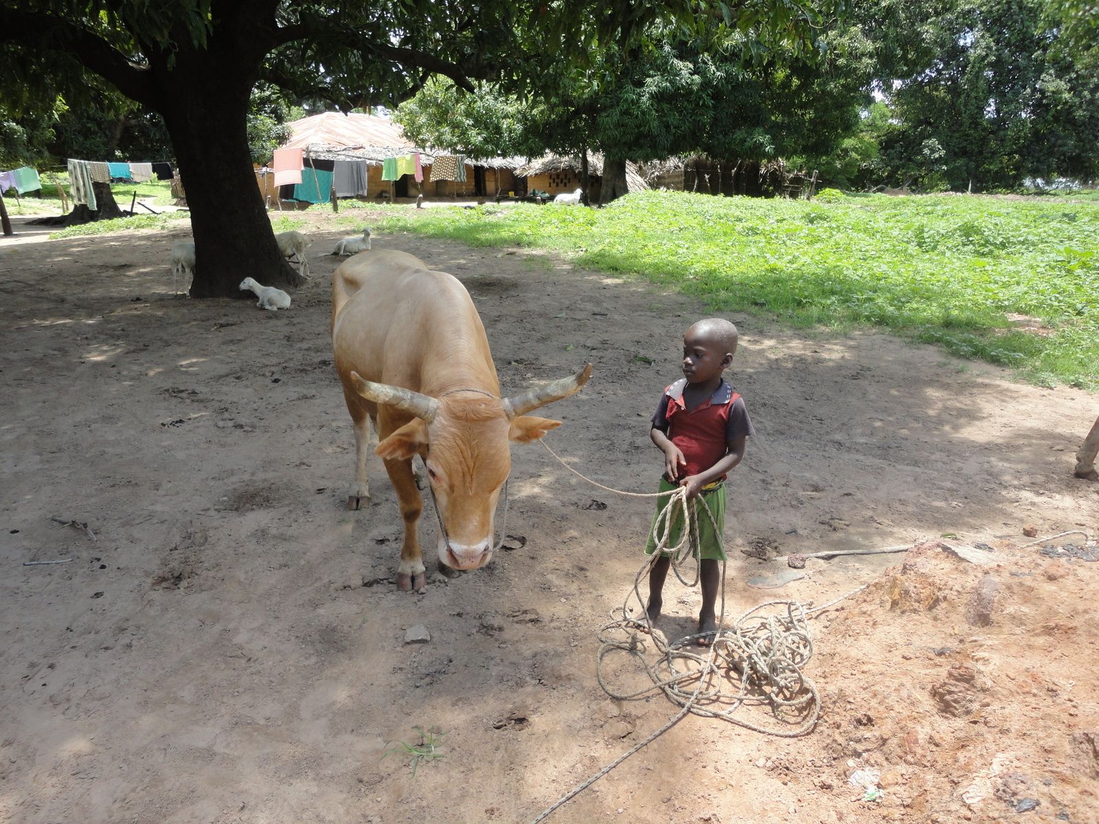 "Diola -Mania" - Si le Sénégal m'était conté...