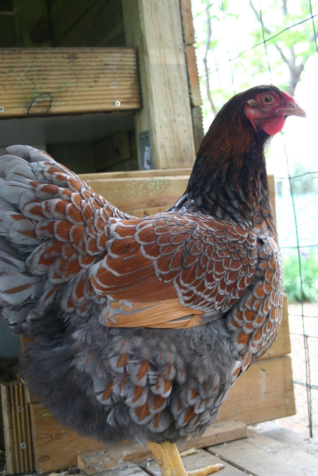 poule wyandotte dore lisere bleu - Mes folies à plumes