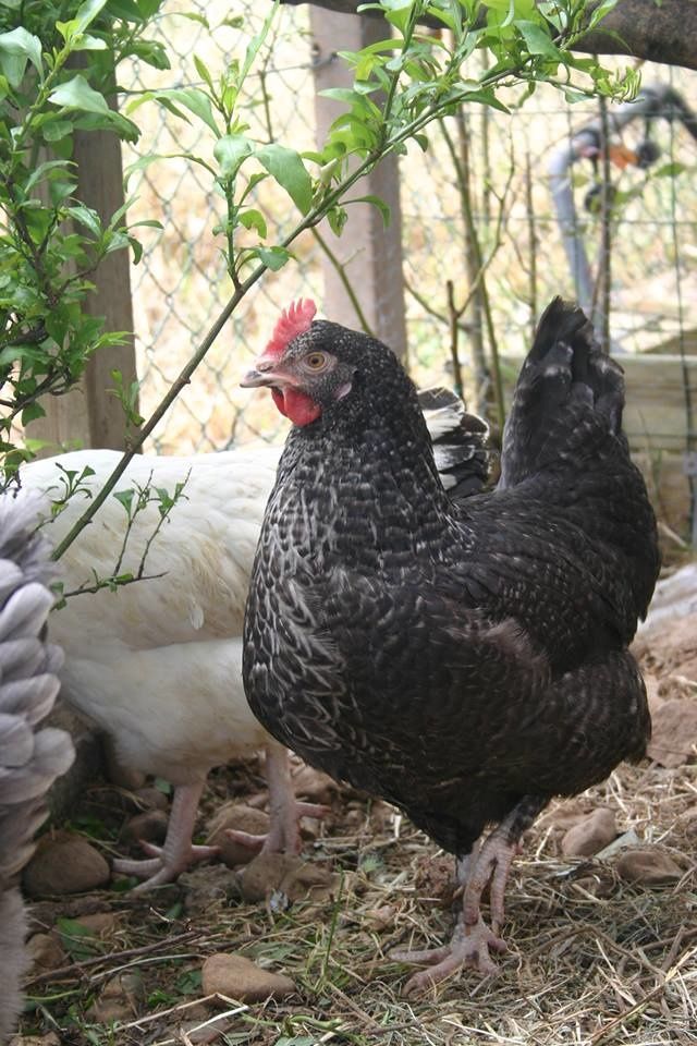 cloaque retourner - Mes folies à plumes