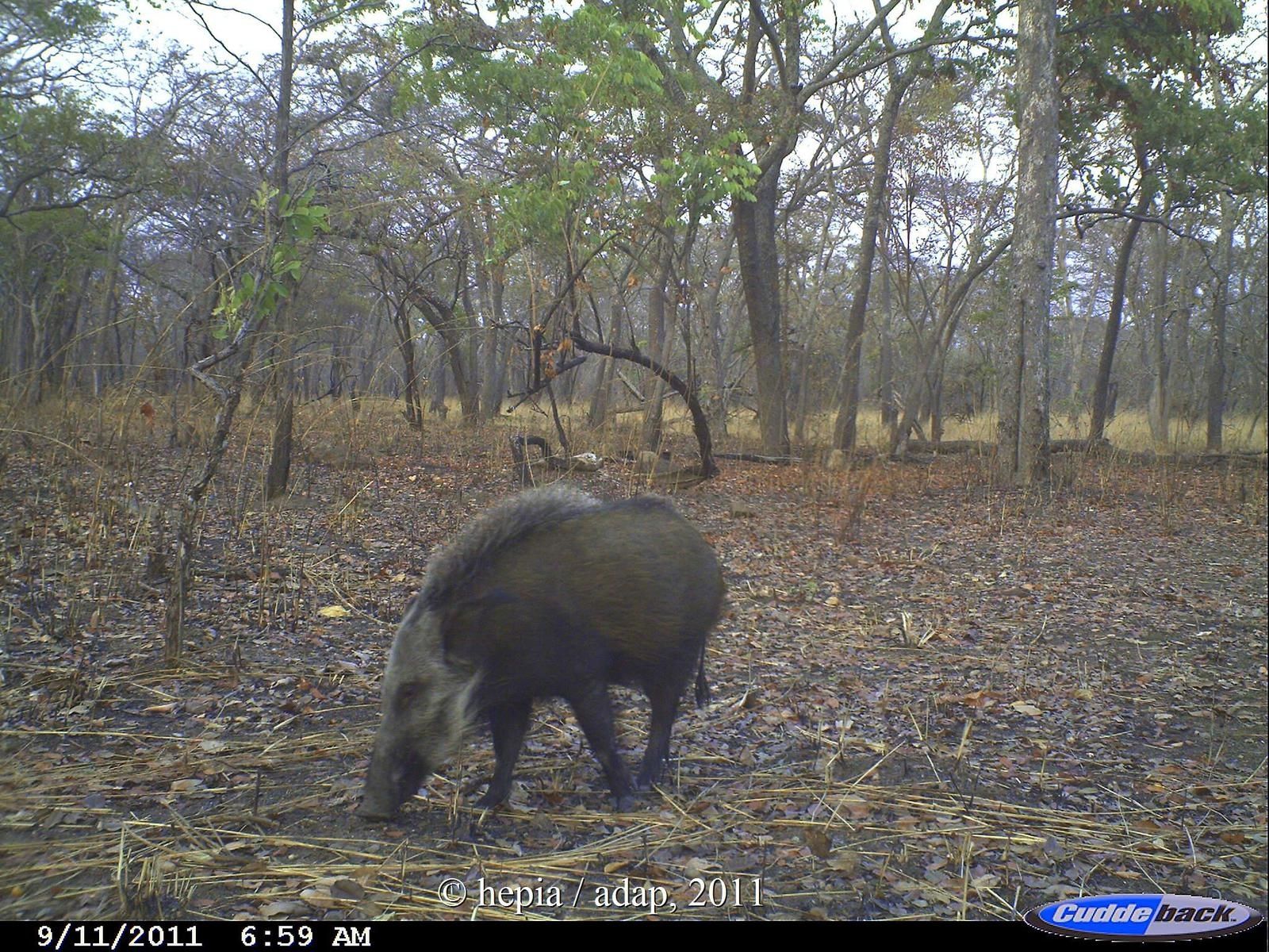 Focus on a discreet species: the bushpig, Potamochoerus larvatus ...