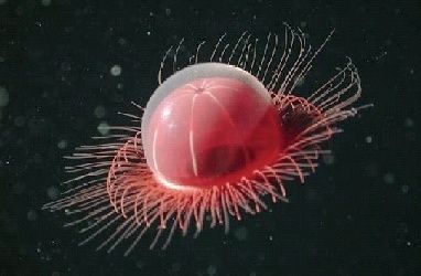 Animaux rares et étranges que vous n'avez jamais vu : Aye-Aye ...