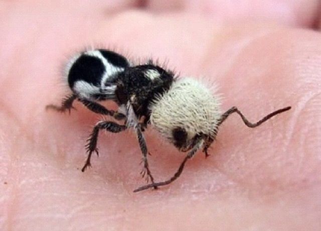 Animaux étranges que vous n'avez jamais vus : Fourmi Panda, Moloch ...