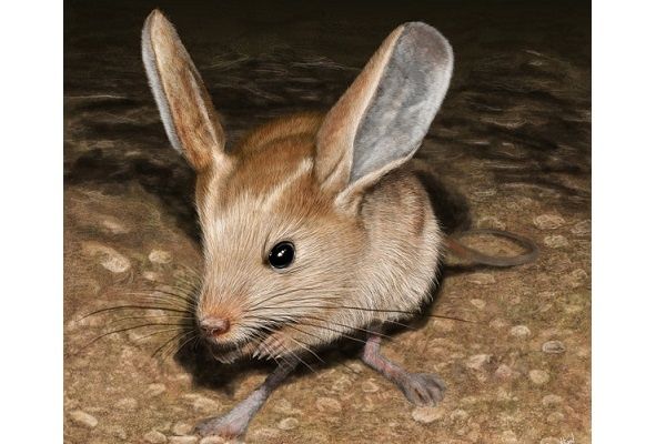Animaux en voie de disparition : La Gerboise à longues oreilles ...