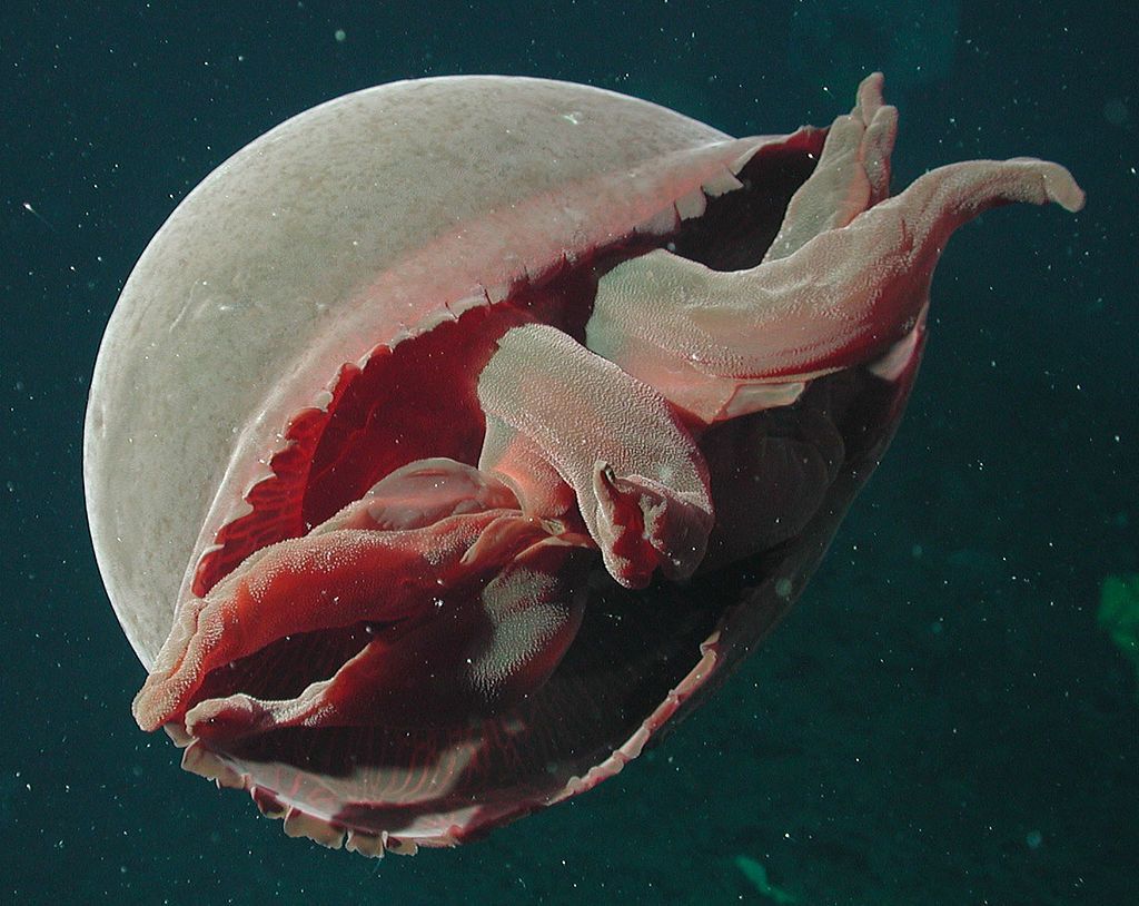 Animaux méconnus des Abysses : Le revenant (Opisthoproctidae), La ...