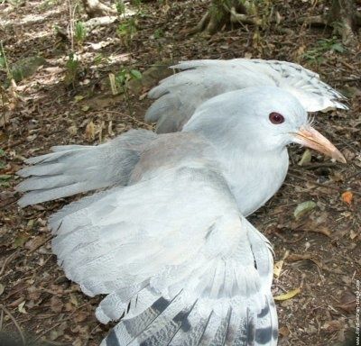 Le Cagou ou Kagou Huppé, Rhynochetos Jubatus, Nouvelle-Calédonie ...