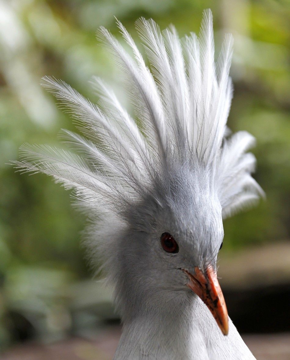 Le Cagou ou Kagou Huppé, Rhynochetos Jubatus, Nouvelle-Calédonie ...