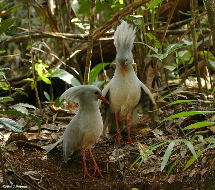 Le Cagou ou Kagou Huppé, Rhynochetos Jubatus, Nouvelle-Calédonie ...
