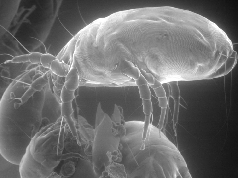 Le monde de l'infiniment petit, acariens, pollen... 2è partie ...